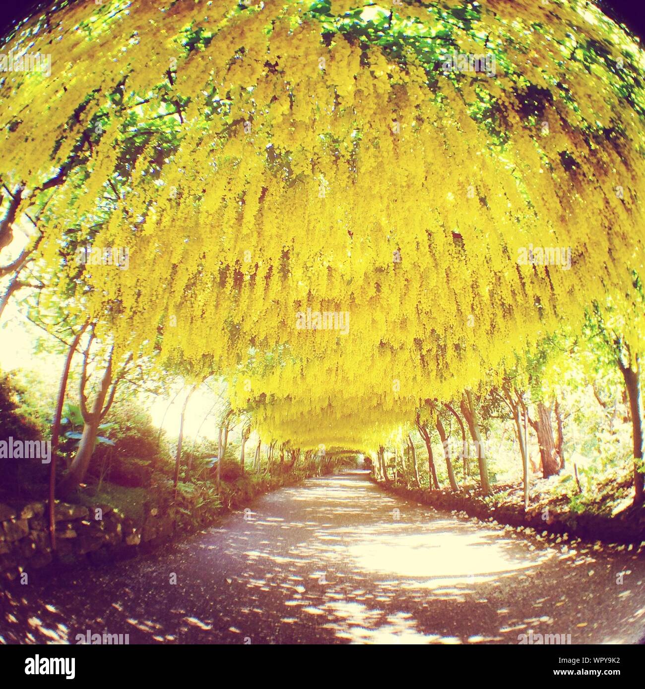 Petal path hi-res stock photography and images - Alamy