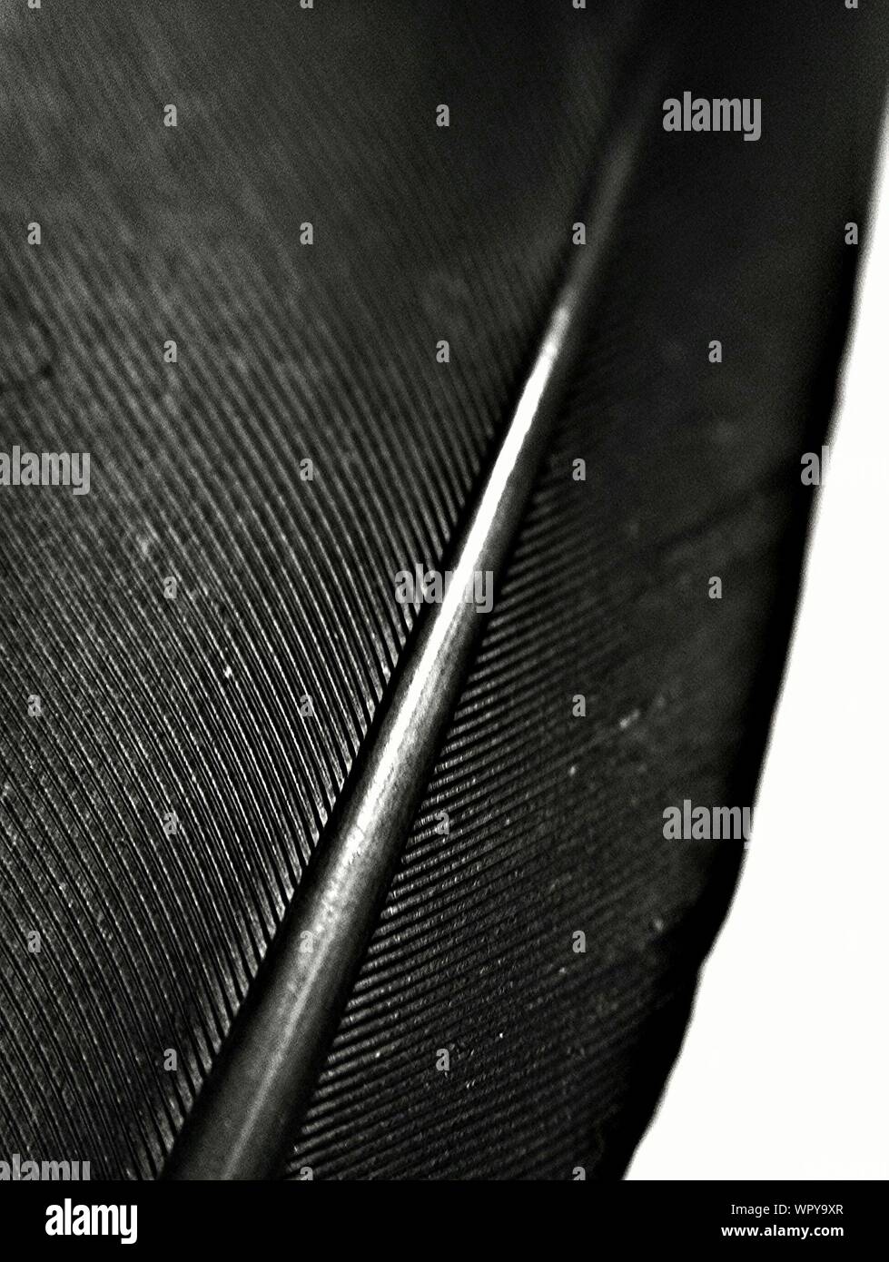 Black Feather High Resolution Stock Photography and Images - Alamy