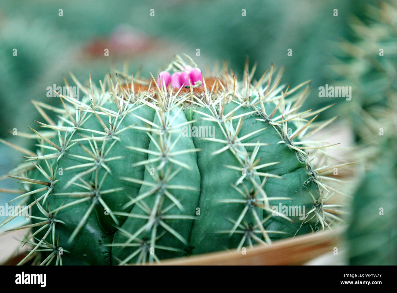 Potted cactus hi-res stock photography and images - Alamy