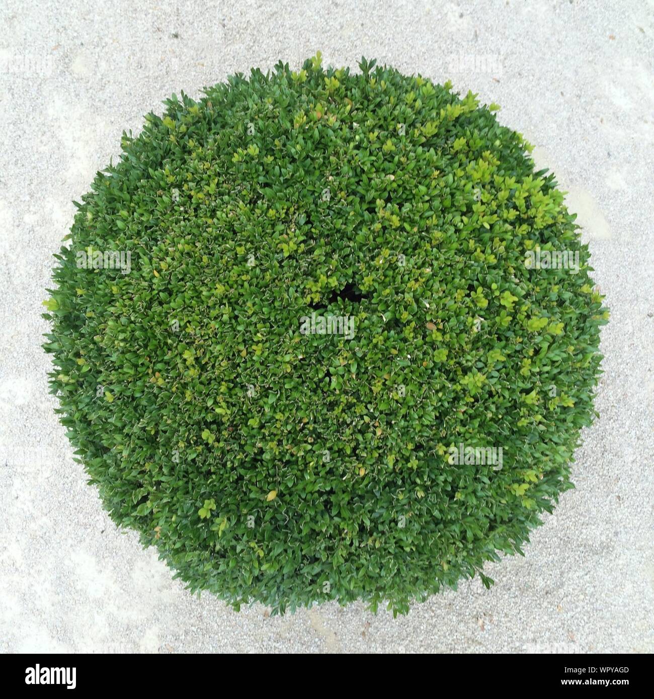 Circular Hedge High Resolution Stock Photography and Images - Alamy