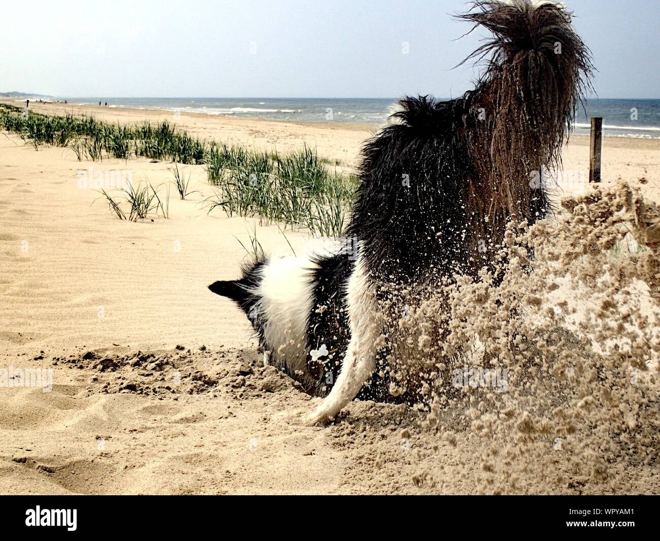 Playful Border Collie High Resolution Stock Photography and Images - Alamy
