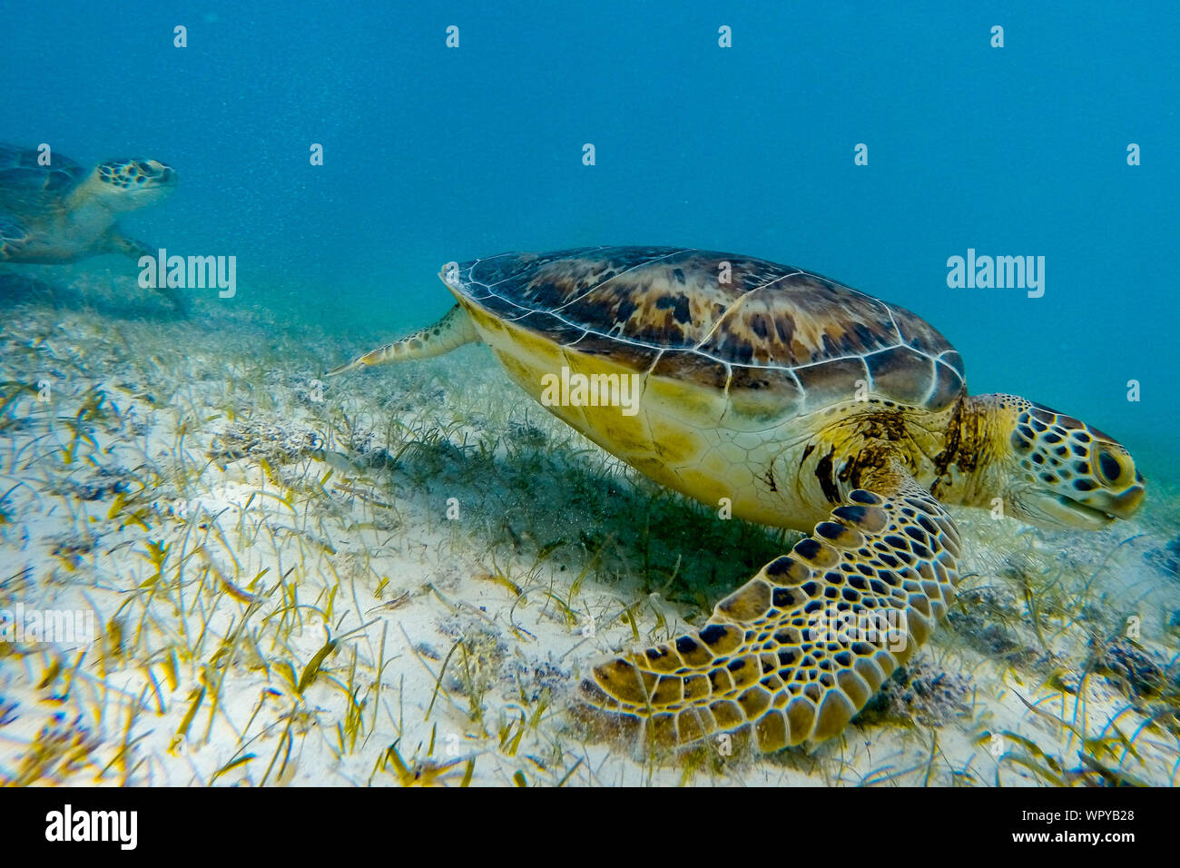 Swimming with turtles hi-res stock photography and images - Alamy