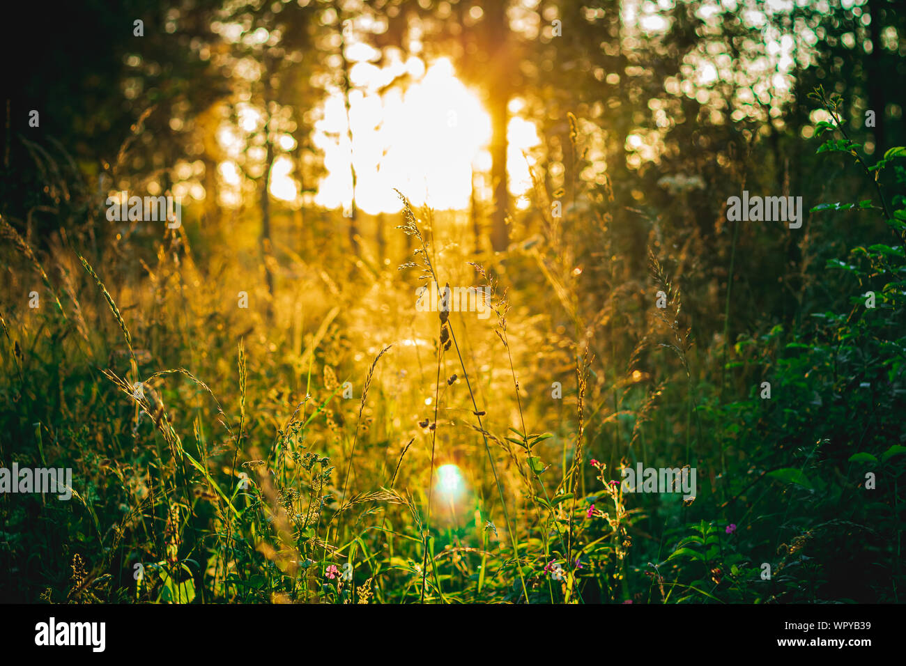 summer sunset through trees Stock Photo - Alamy