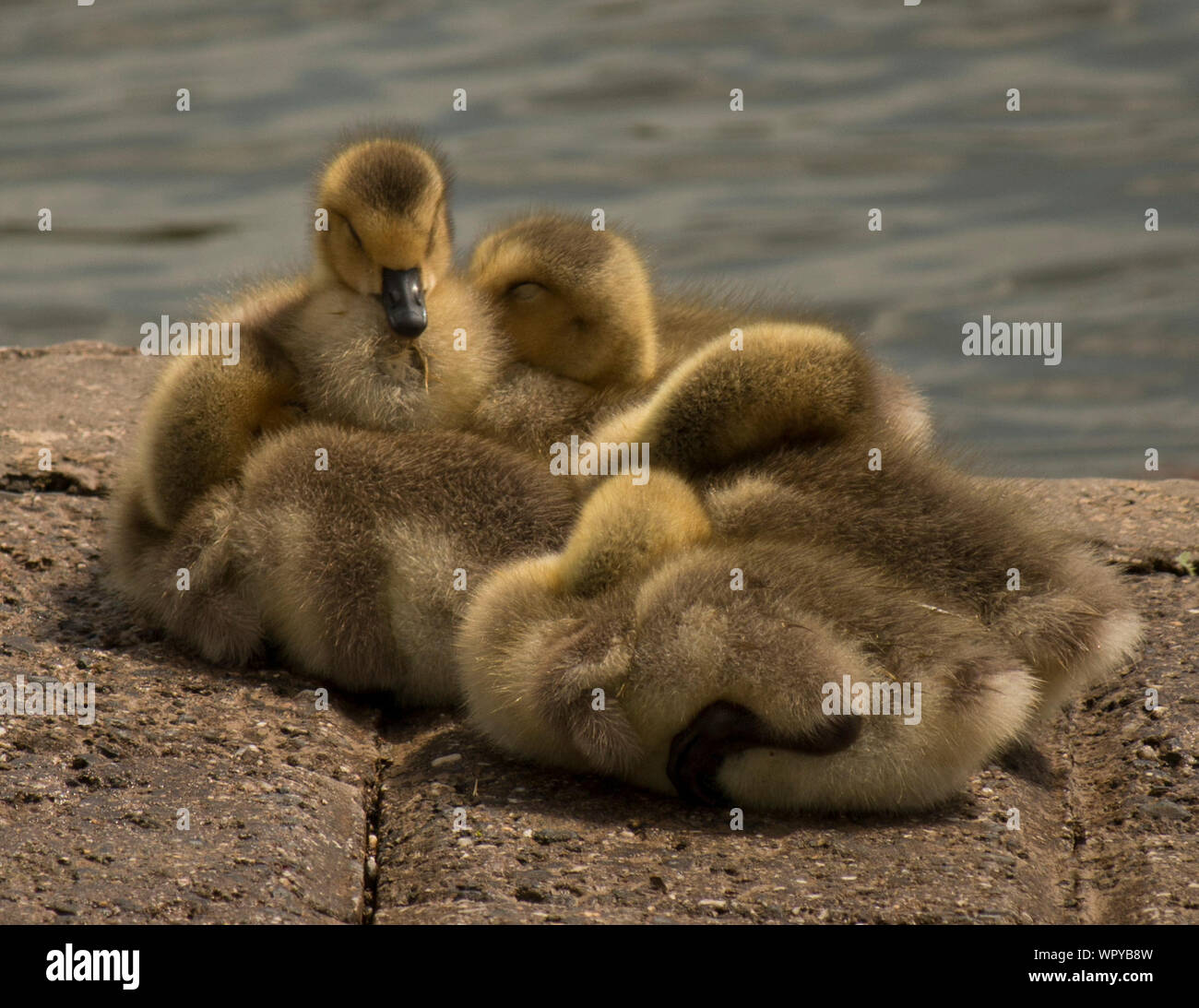 Enten Stock Photos & Enten Stock Images - Alamy