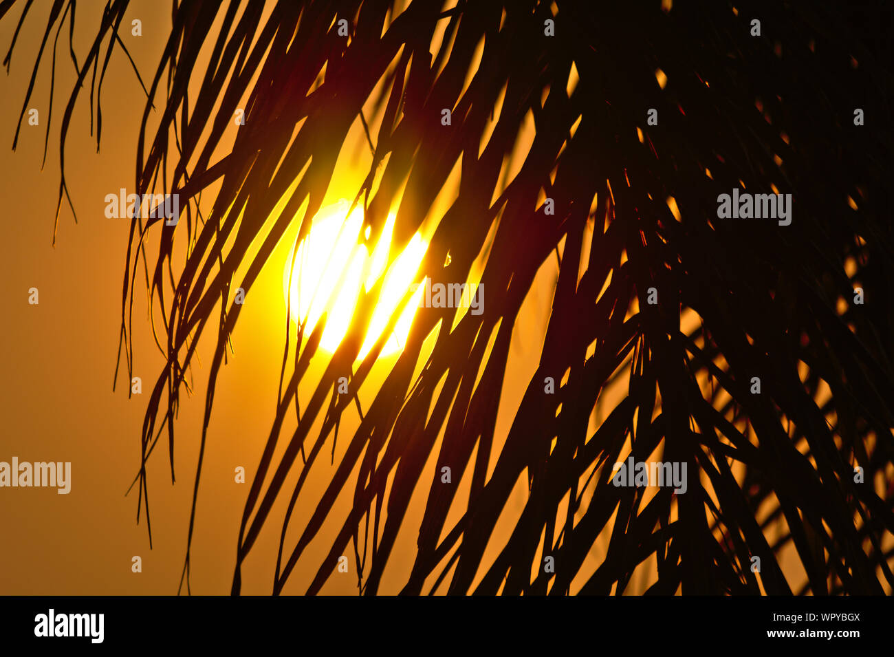 Golden palm leaves hi-res stock photography and images - Alamy