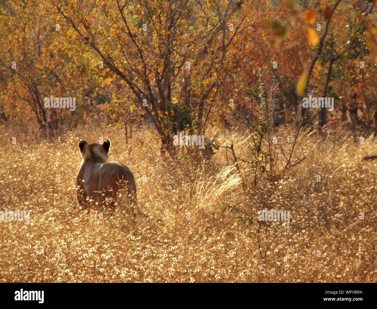 Animal rear view hi-res stock photography and images - Alamy