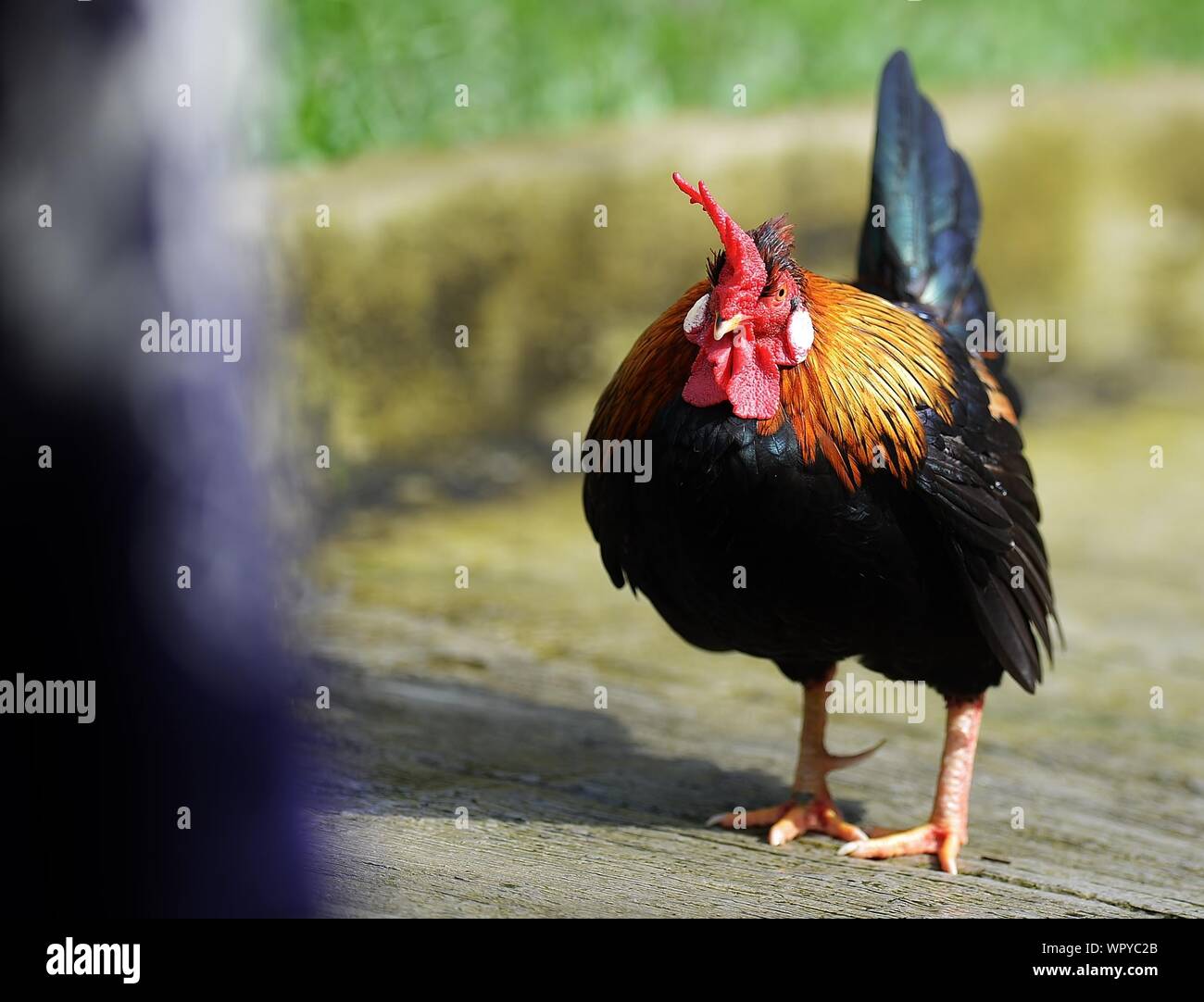 Rooster front view hi-res stock photography and images - Alamy