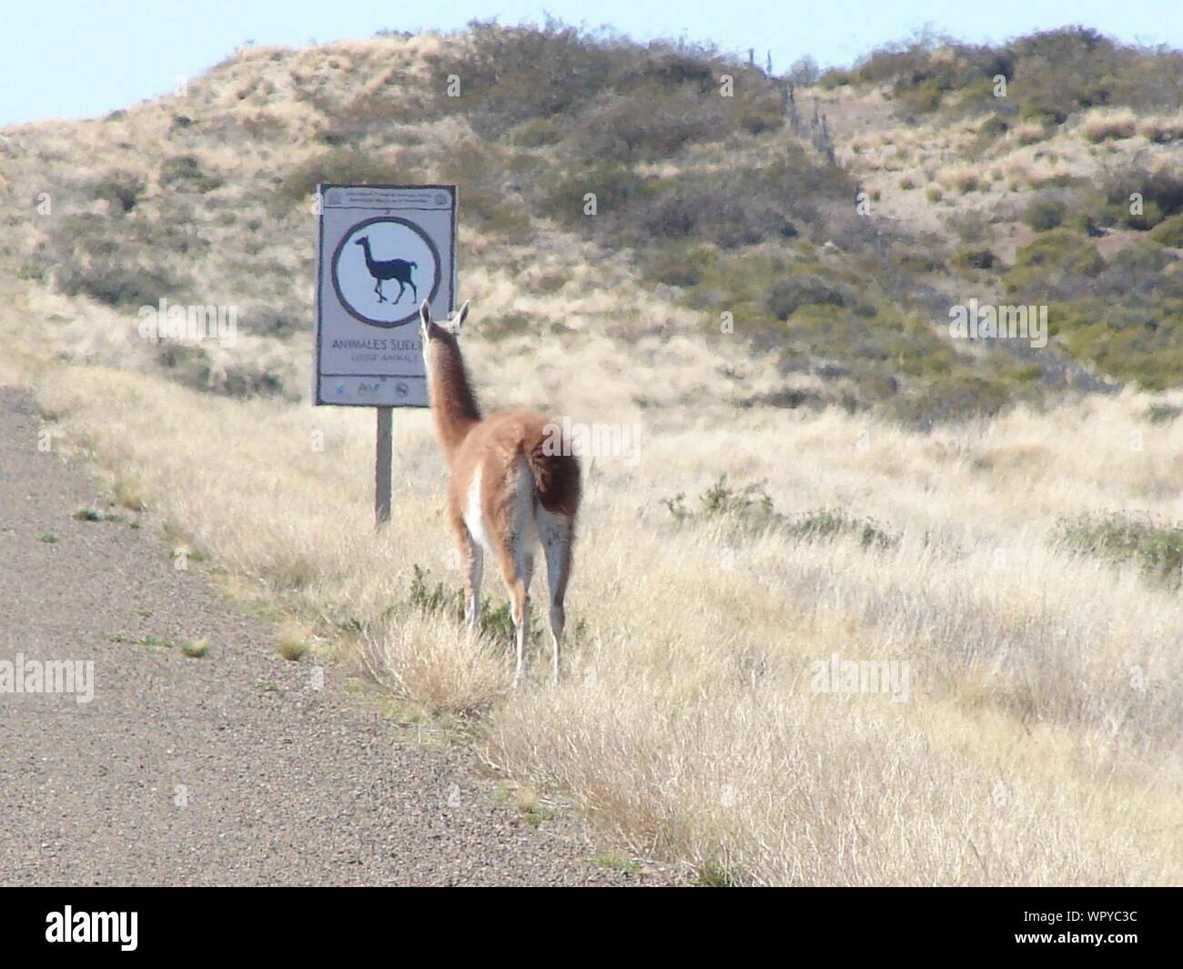 Guanaco Sign High Resolution Stock Photography and Images - Alamy