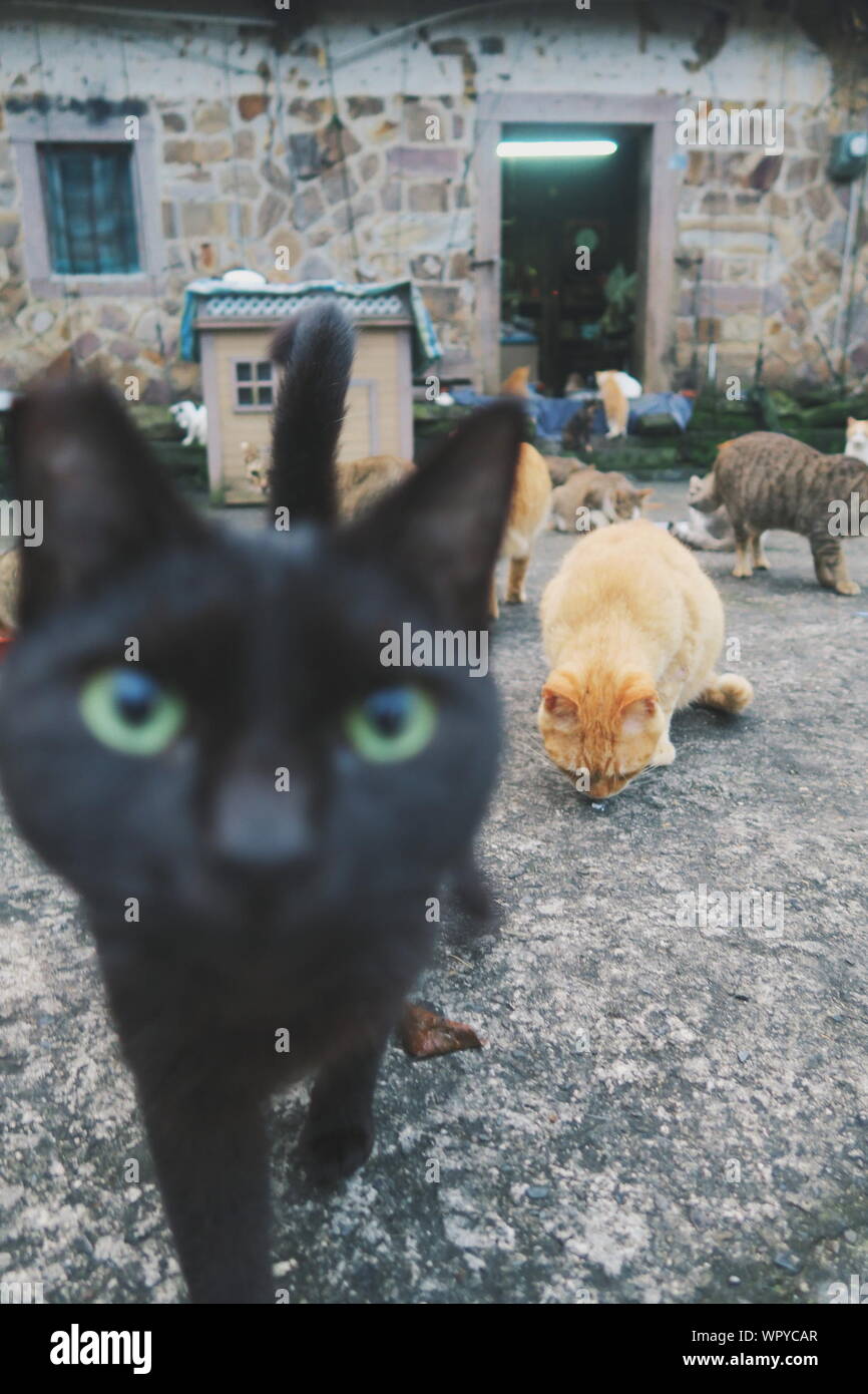 Group stray cats hi-res stock photography and images - Alamy