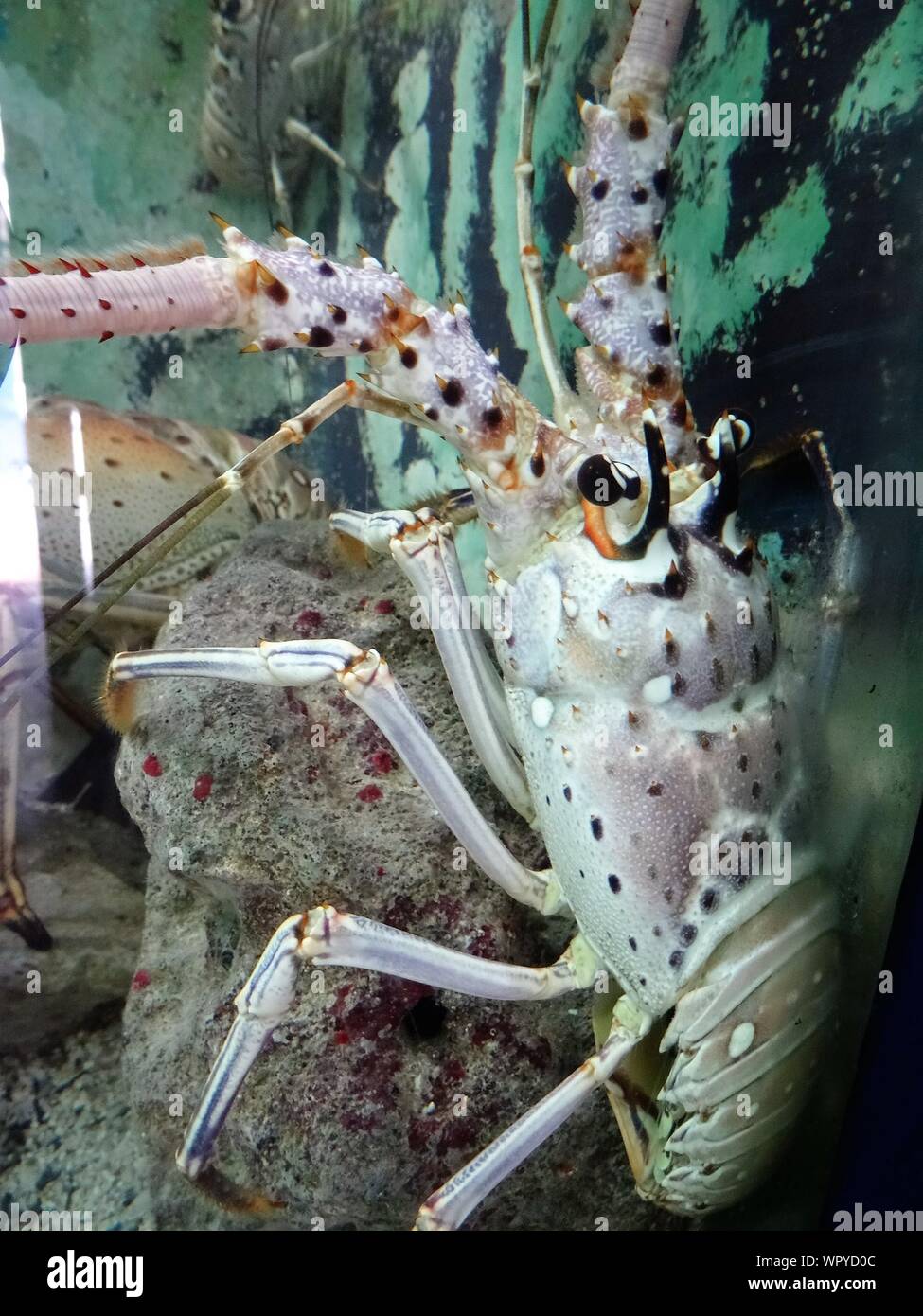 Lobster Tank High Resolution Stock Photography and Images - Alamy