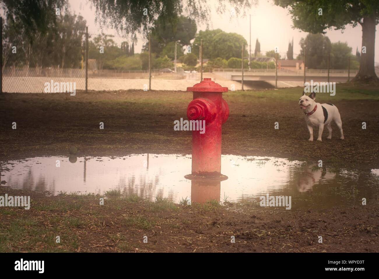 Dog And Fire Hydrant High Resolution Stock Photography and Images - Alamy