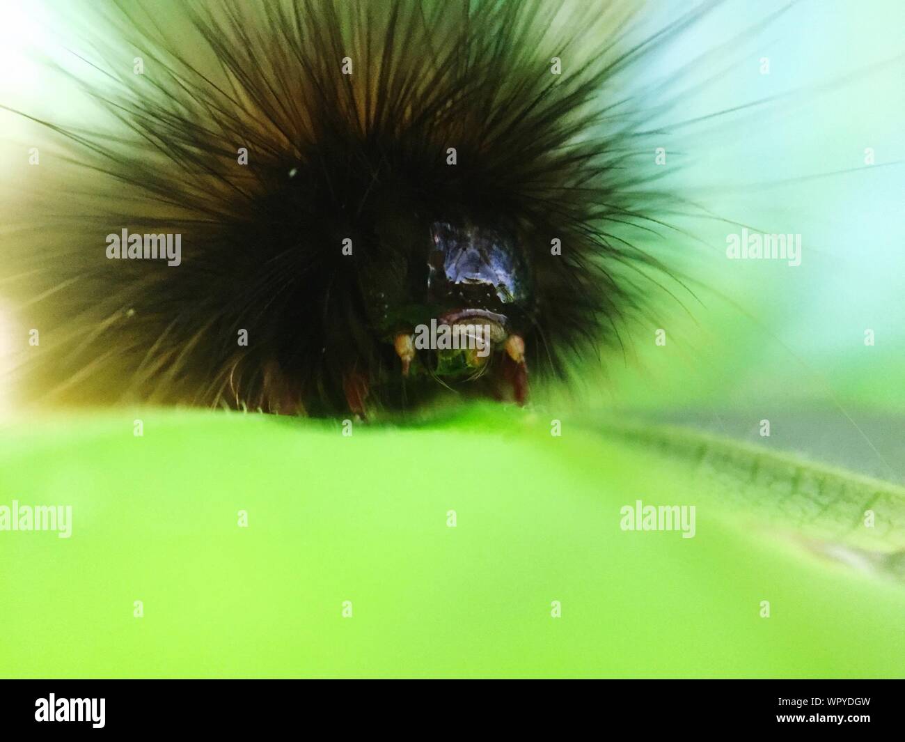 Hairy leaf hi-res stock photography and images - Alamy