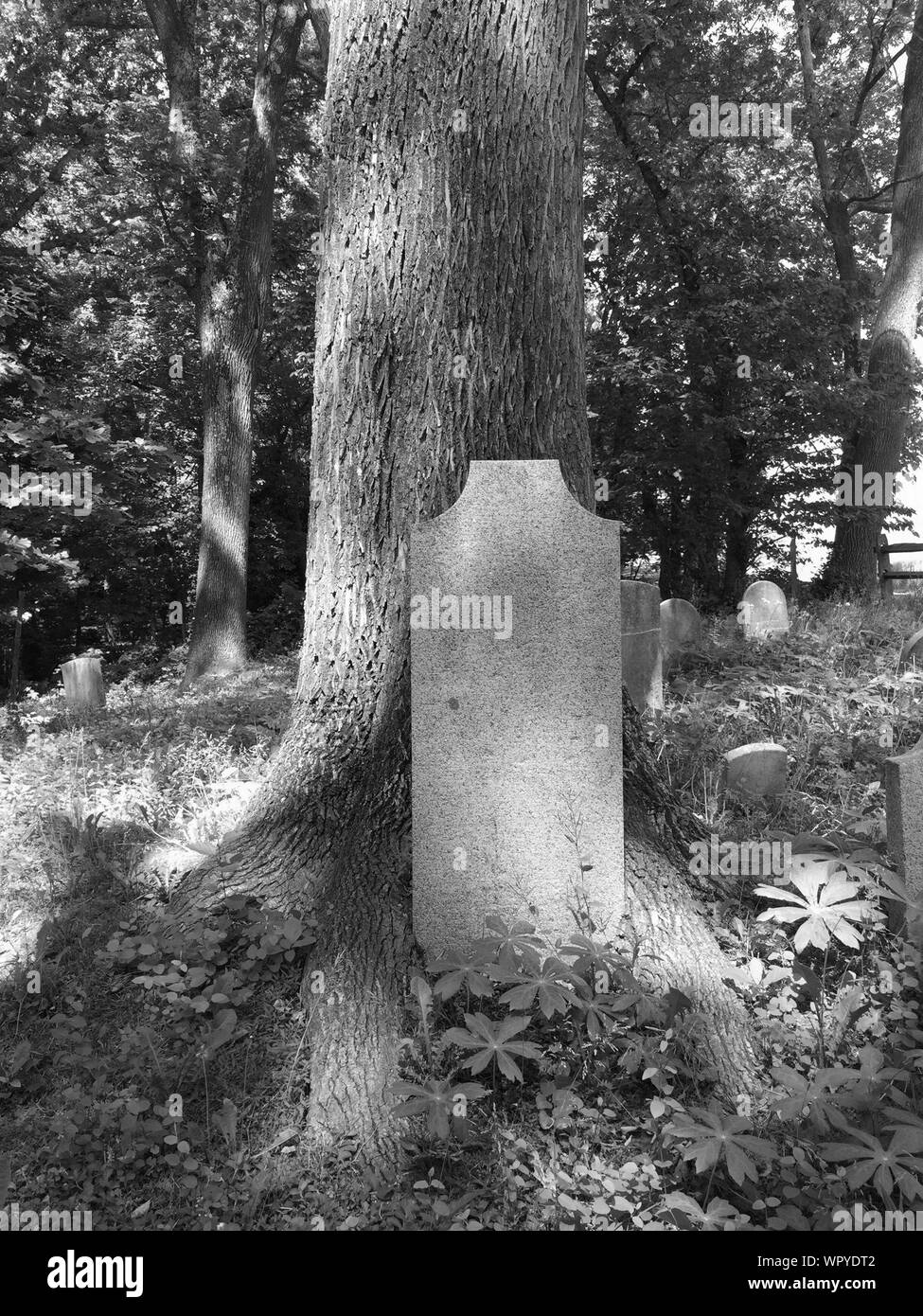 Grave and tree trunk Black and White Stock Photos & Images - Alamy