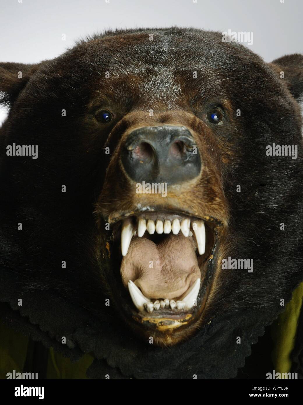 Bear nose close up hi-res stock photography and images - Alamy