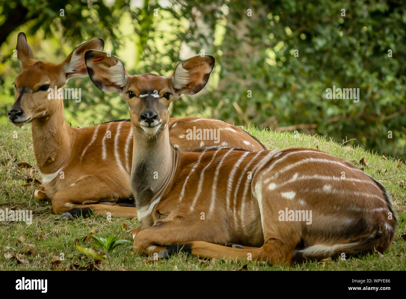 Deer sitting hi-res stock photography and images - Alamy