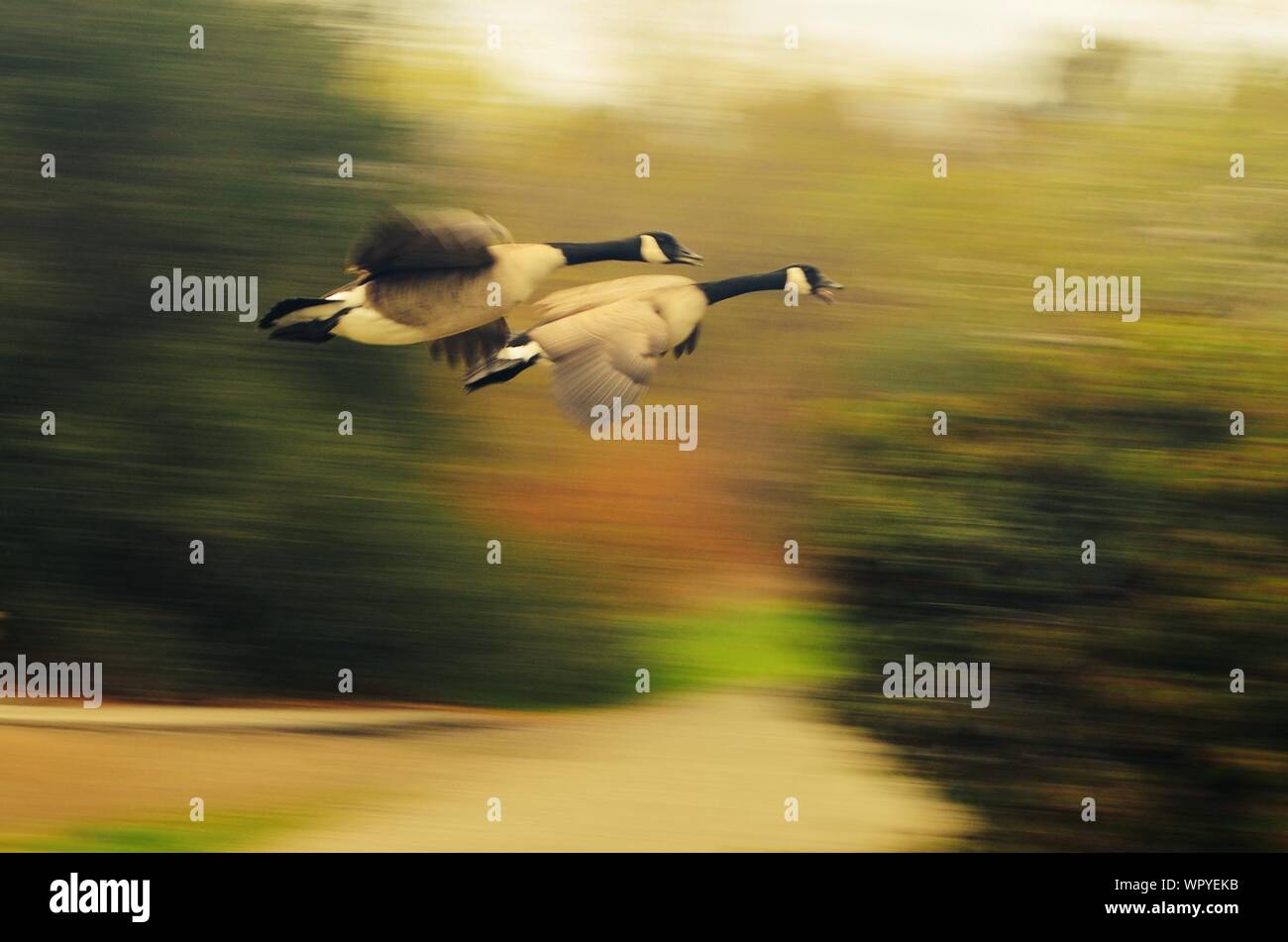 Blurred birds in background hi-res stock photography and images - Alamy