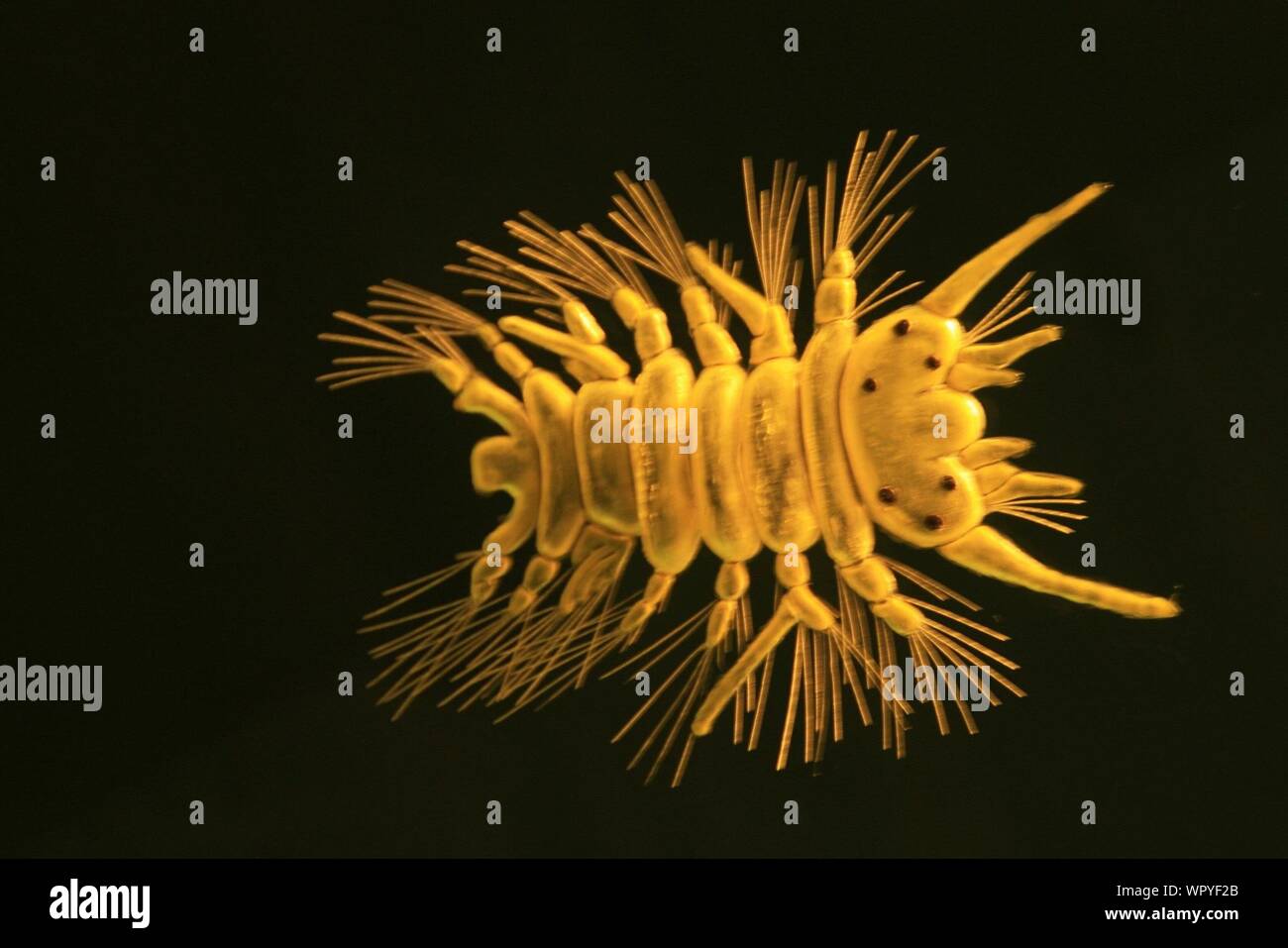 Animal plankton hi-res stock photography and images - Alamy