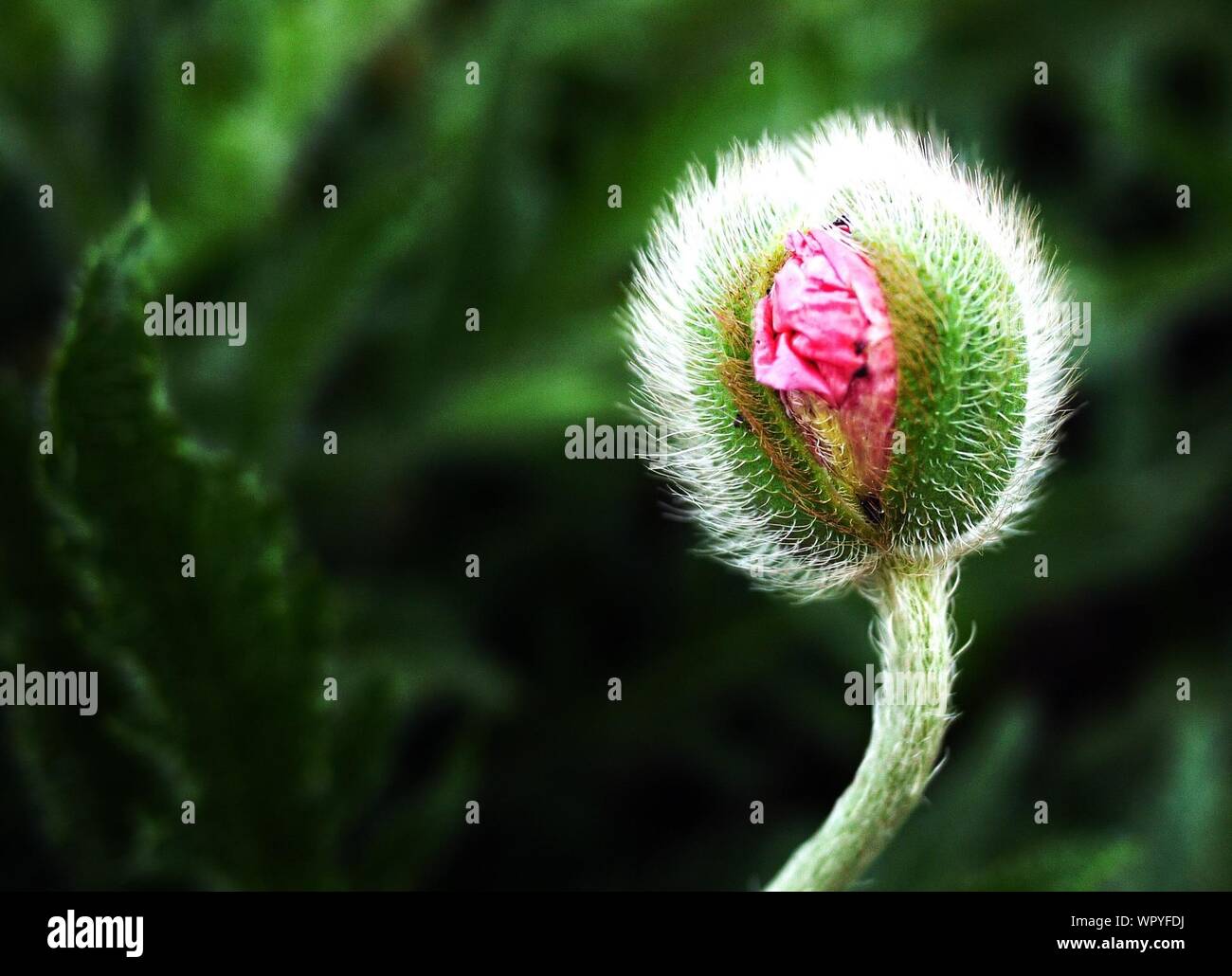 Spiky bud hi-res stock photography and images - Alamy