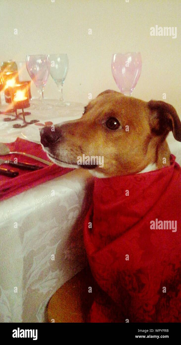 Dog by table hi-res stock photography and images - Alamy