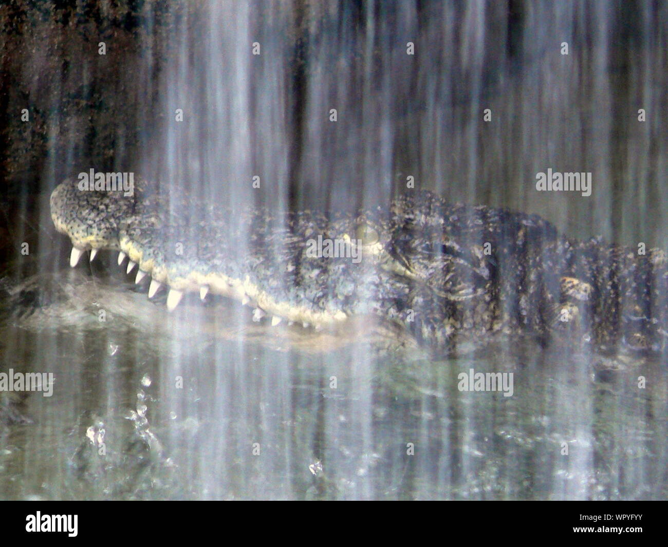 Alligator under water hi-res stock photography and images - Alamy