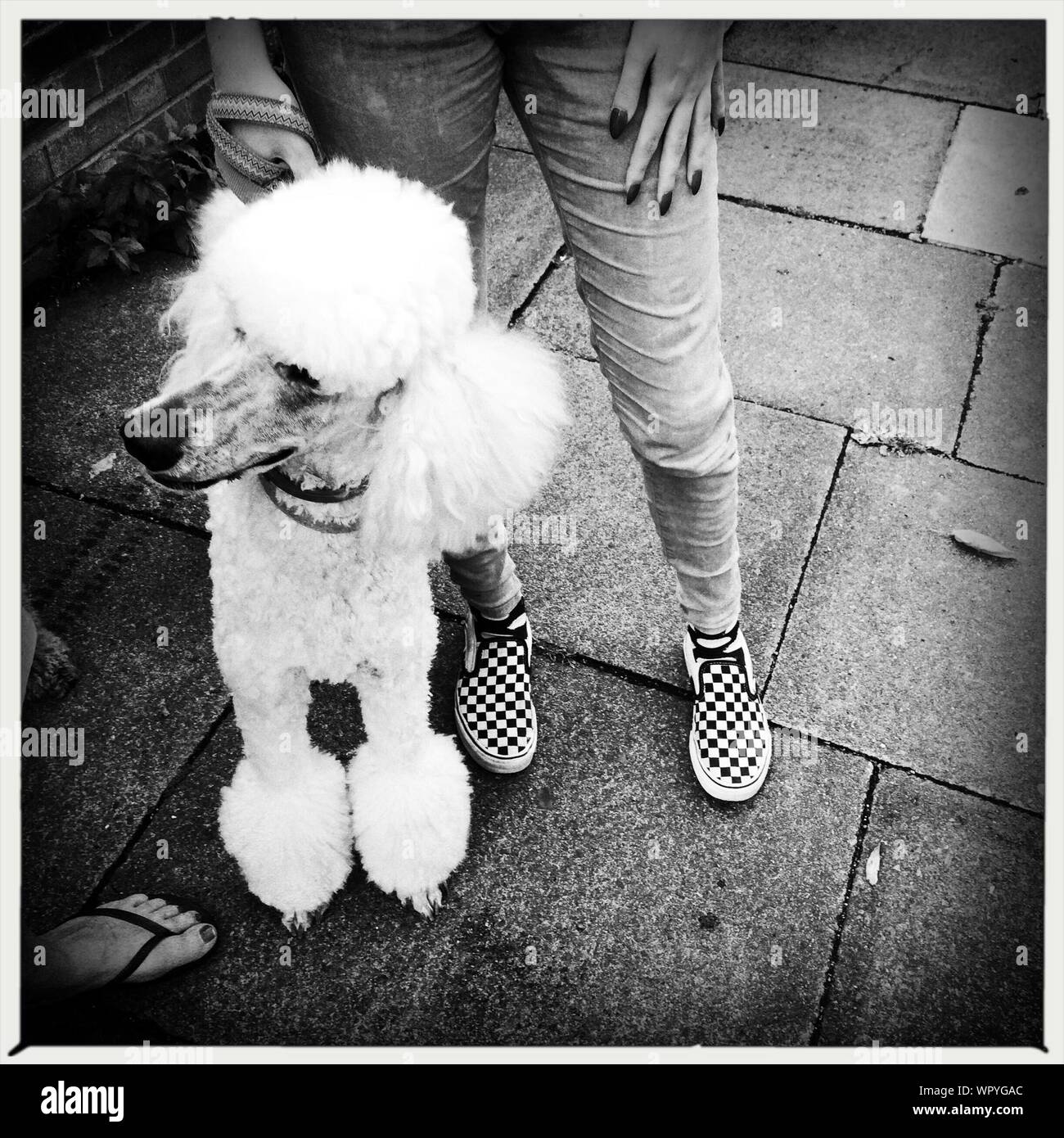 Woman and poodle hi-res stock photography and images - Alamy