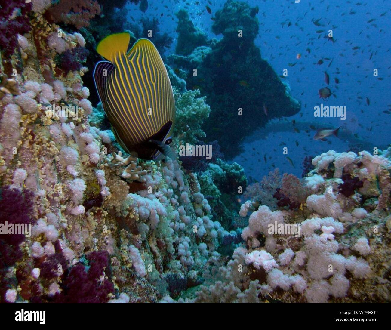 Angelfish coral reef hi-res stock photography and images - Alamy
