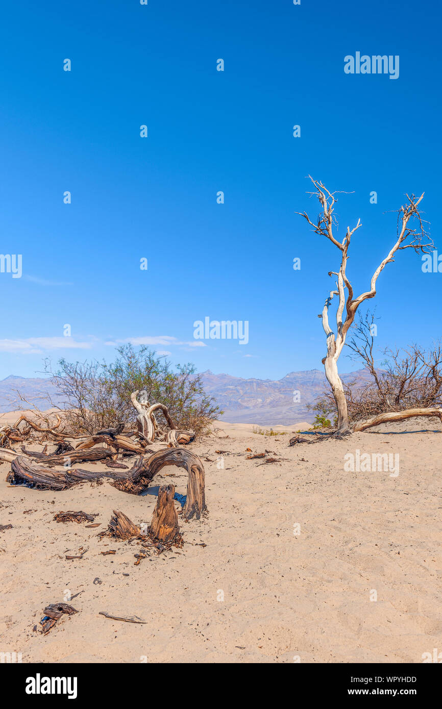 Death valley trees hi-res stock photography and images - Alamy