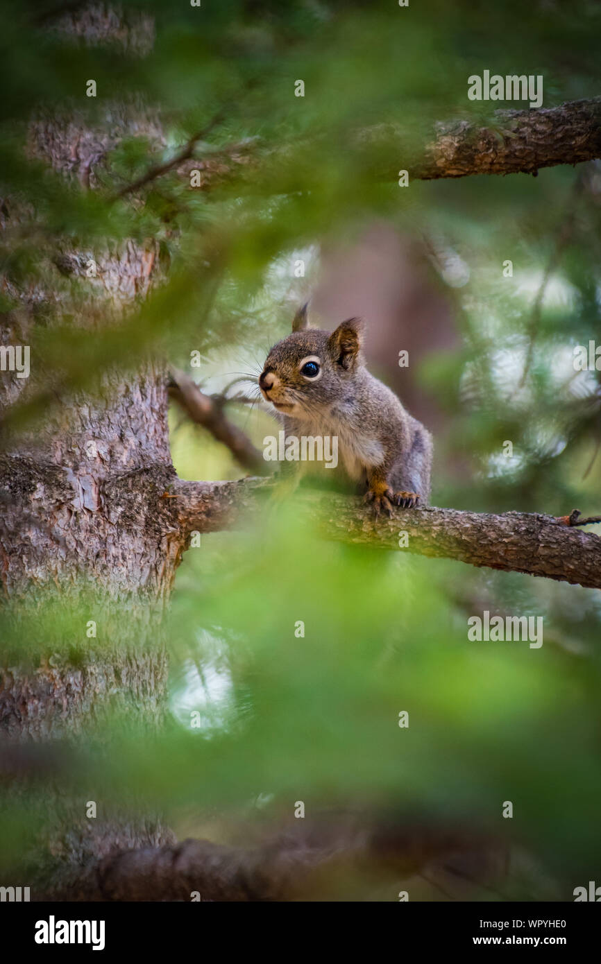 Red coated tree squirrel in a pine tree in a city park Stock Photo - Alamy