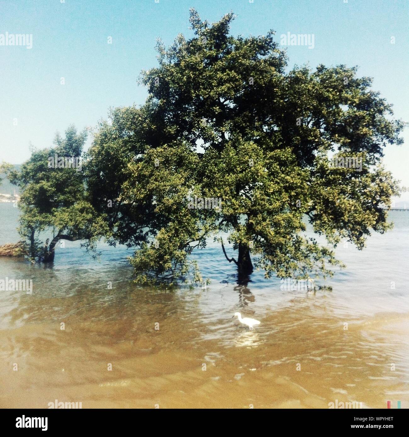 Flood tree hi-res stock photography and images - Alamy