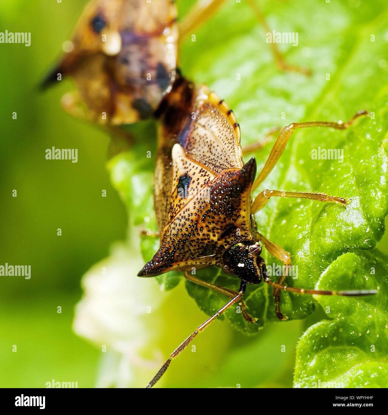 Shield bugs mating on leaf hi-res stock photography and images - Alamy