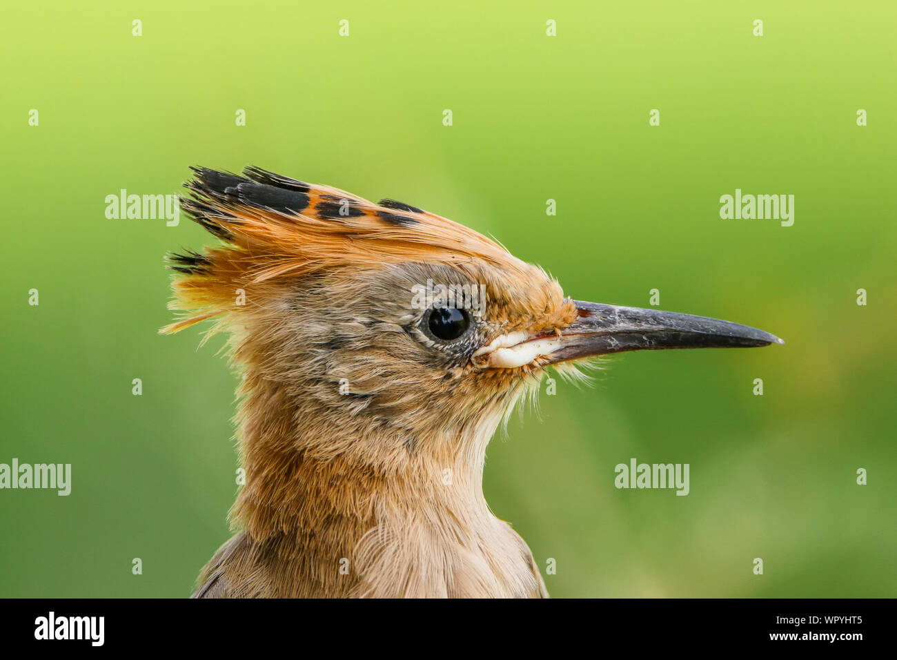 Hoopoe Bird High Resolution Stock Photography and Images - Alamy