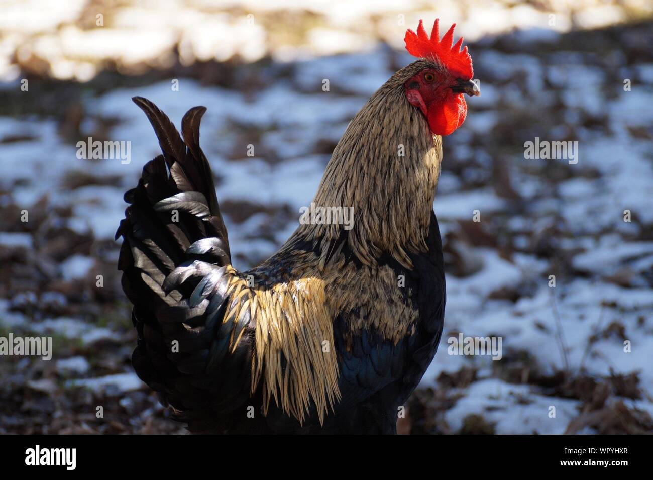 Side view rooster hi-res stock photography and images - Alamy