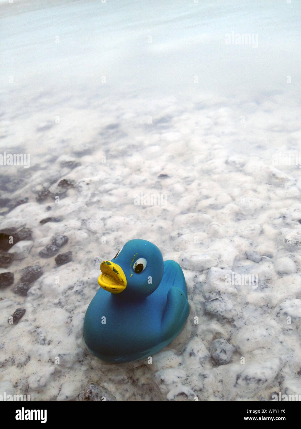 Close up rubber duck floating hi-res stock photography and images - Alamy