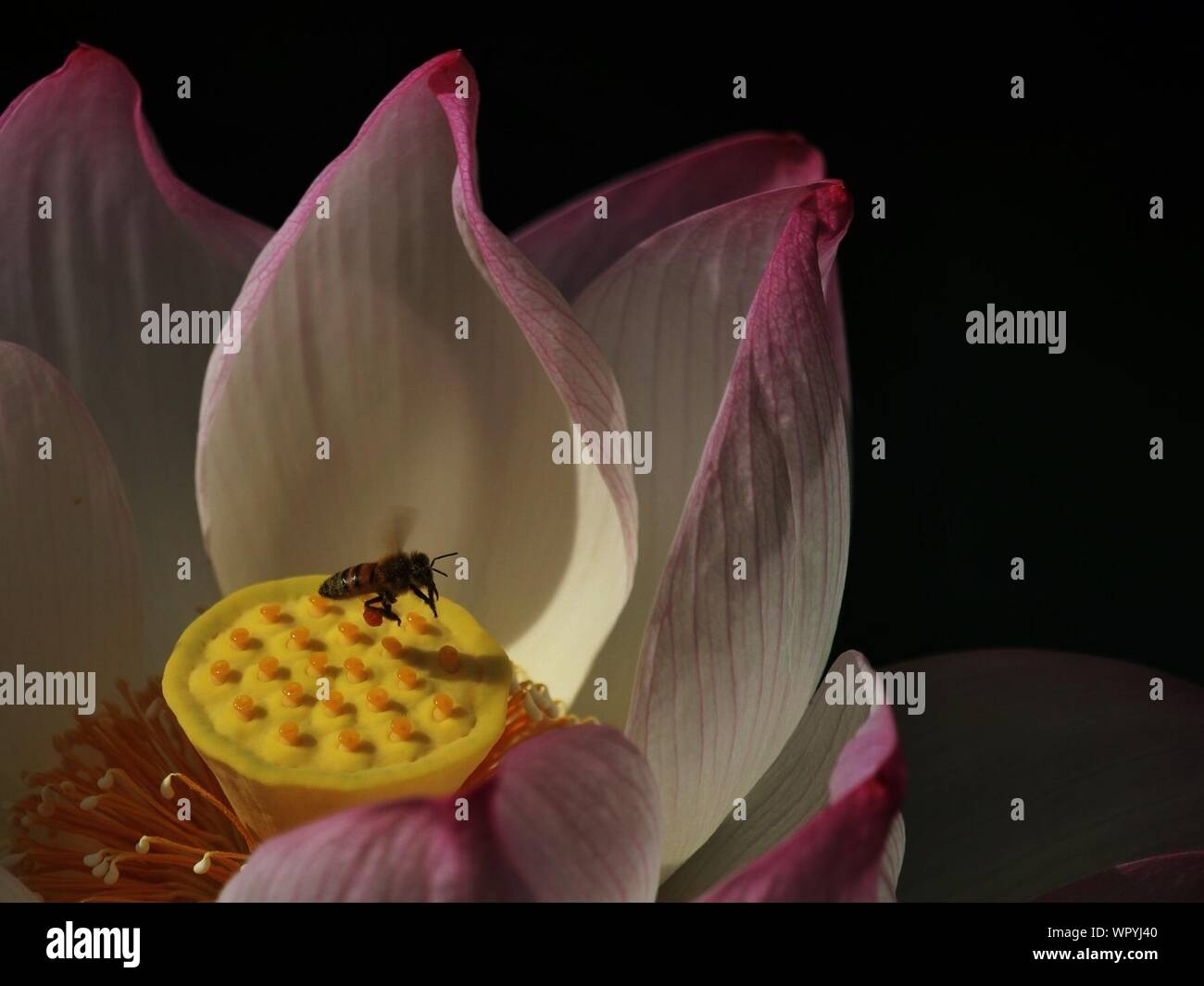 Flying lotus hi-res stock photography and images - Alamy