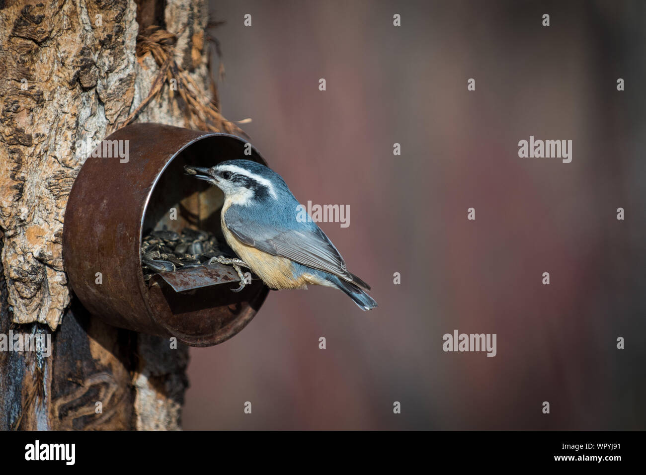 Red-breasted Nuthatch feeding on seeds from a tin can birdfeeder Stock ...