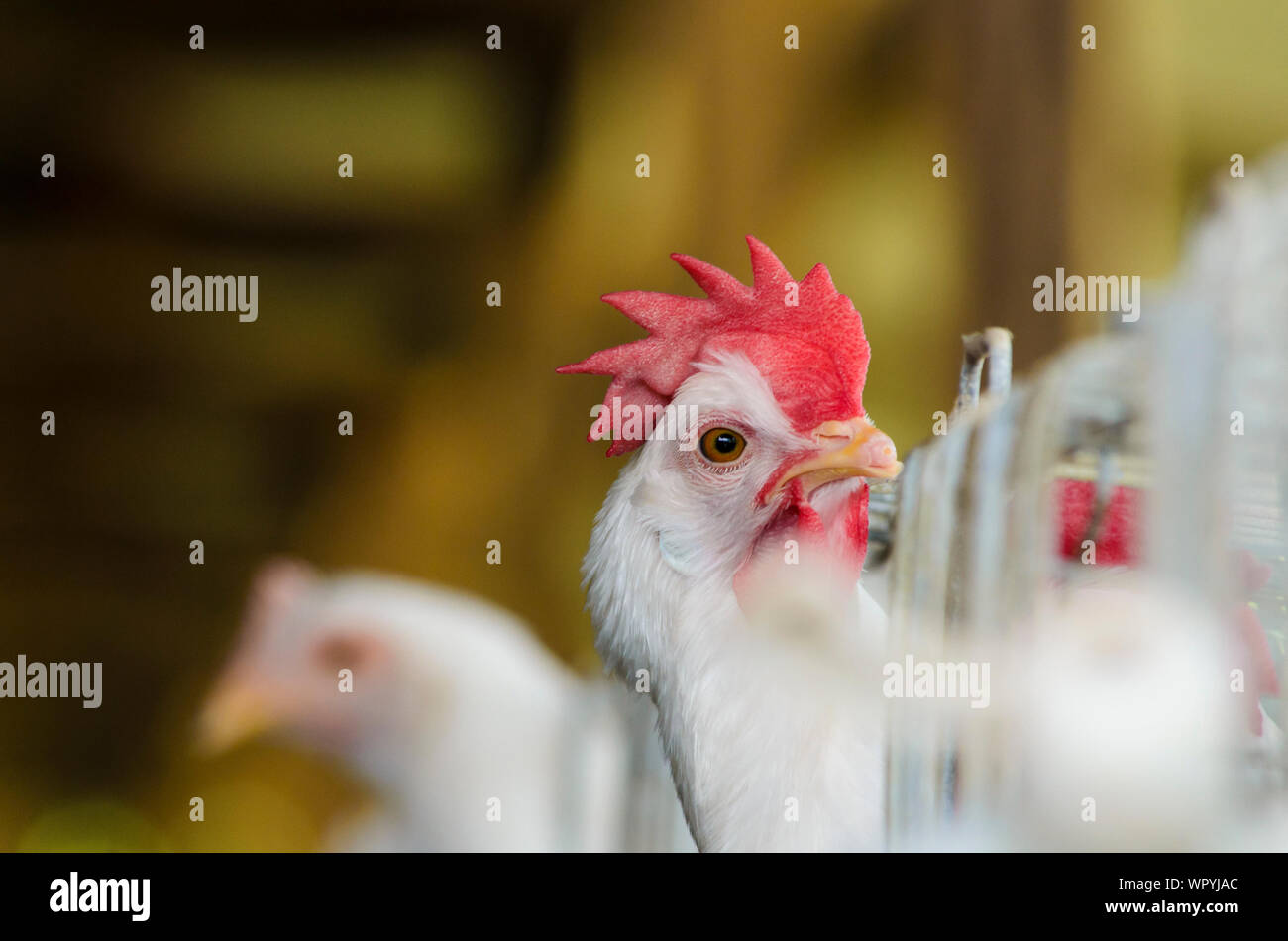 Hen cage hi-res stock photography and images - Alamy
