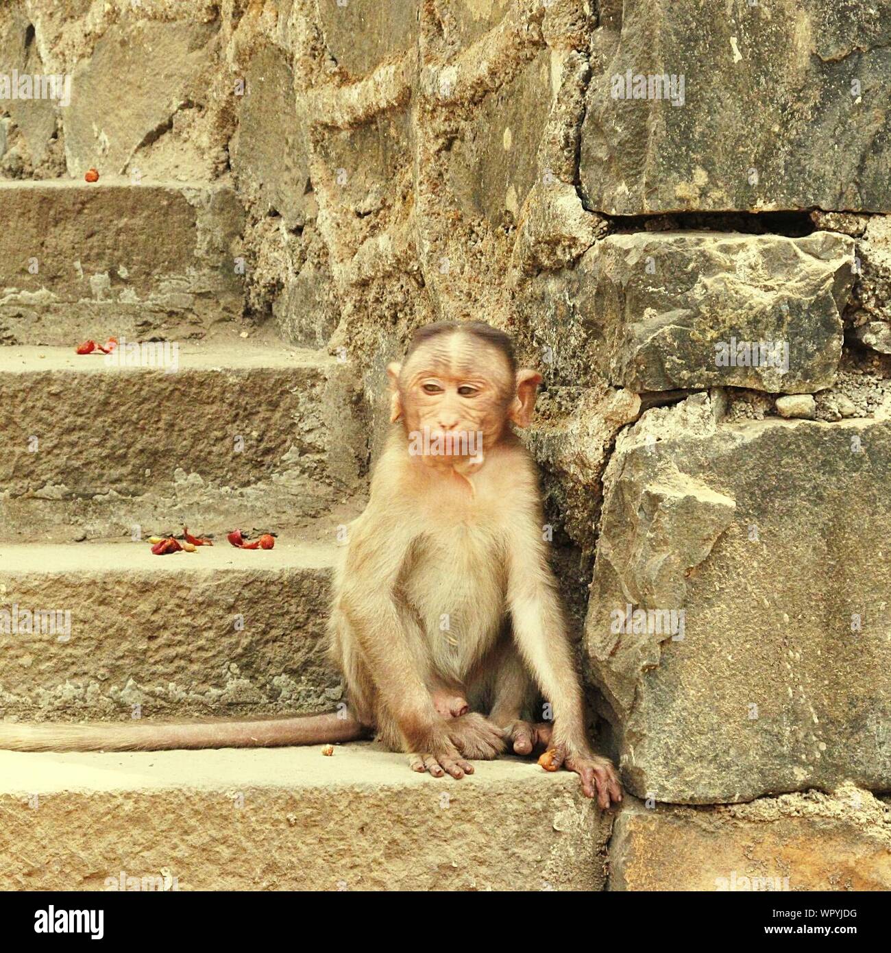 Monkey Staircase High Resolution Stock Photography and Images - Alamy