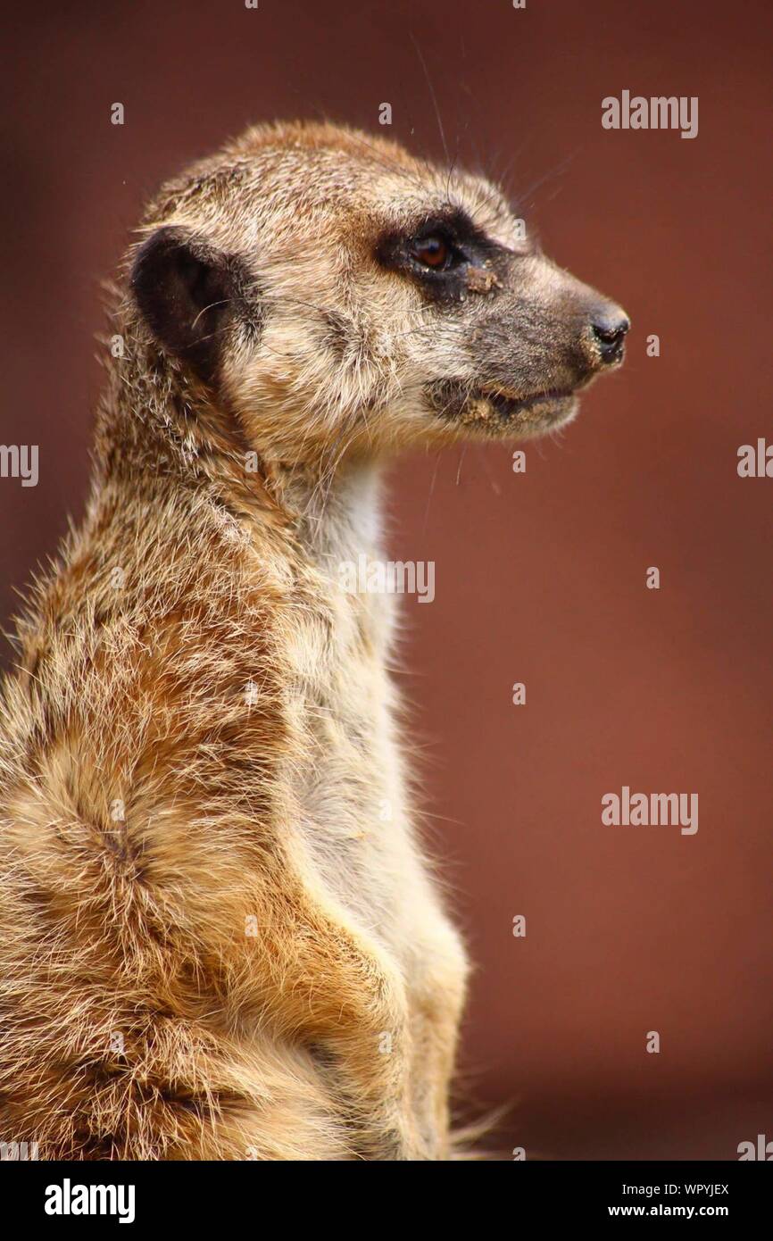 Meerkat side hi-res stock photography and images - Alamy