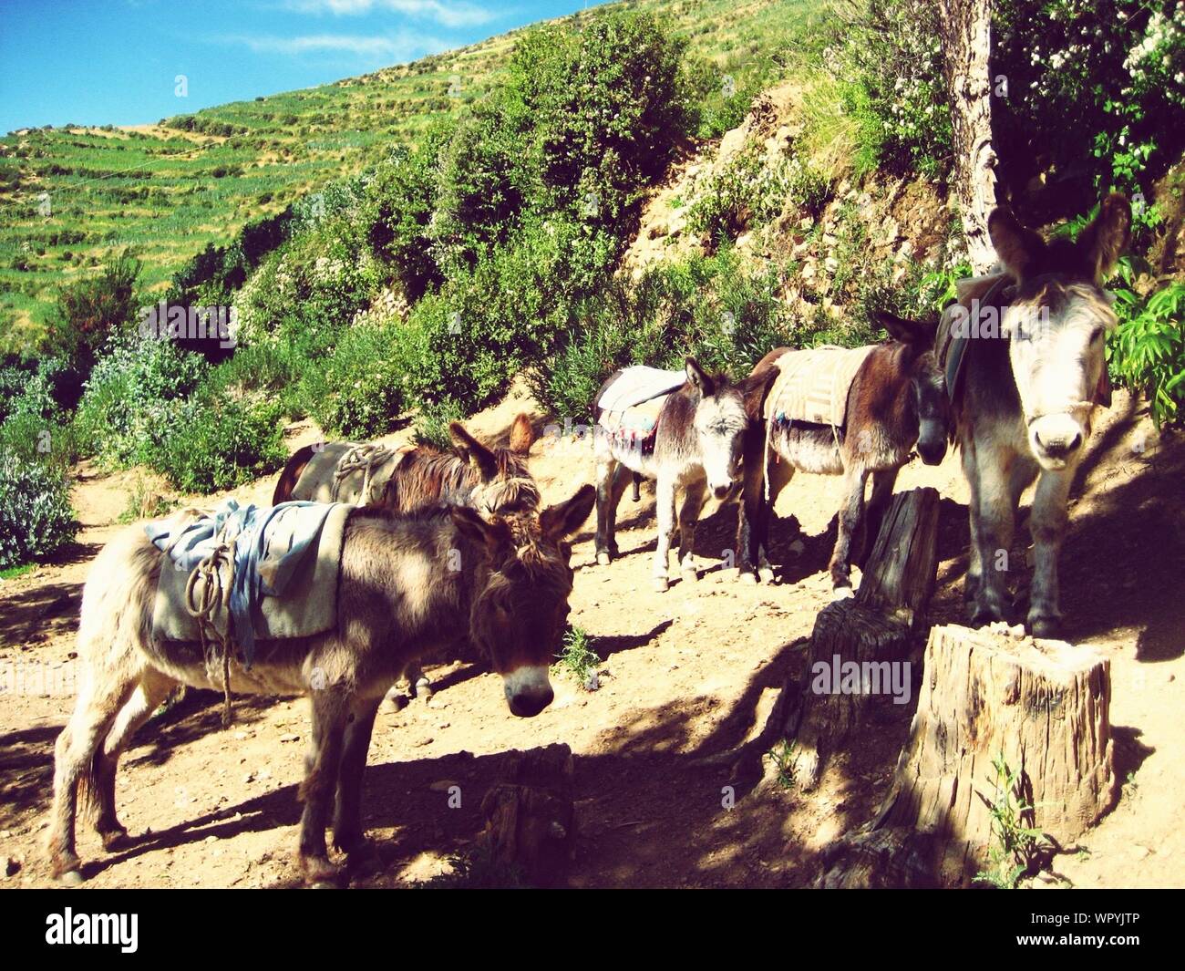 Working donkey group hi-res stock photography and images - Alamy