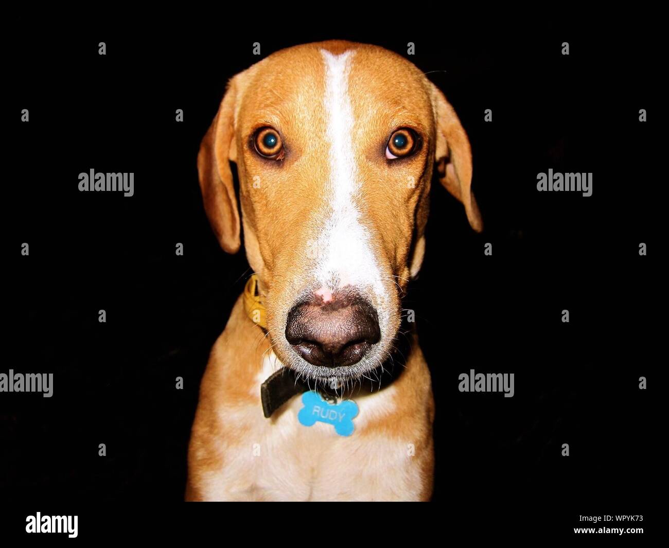 Dog over eyes hi-res stock photography and images - Alamy