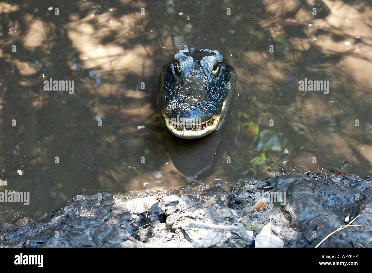 Alligator in mud hi-res stock photography and images - Alamy