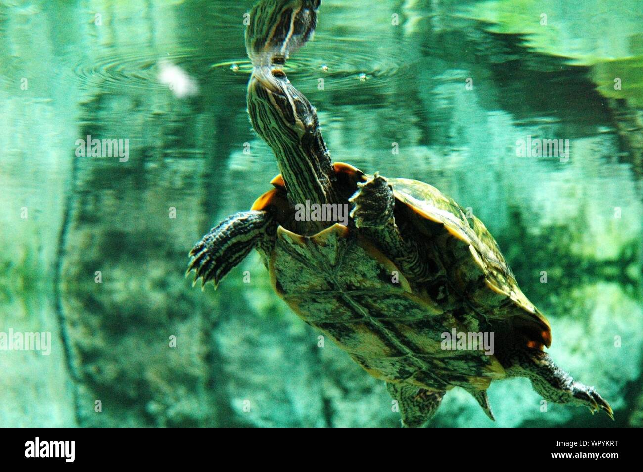 Close up of a turtle swimming underwater hi-res stock photography and ...