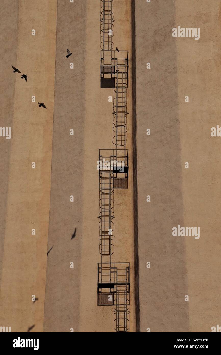 Pigeons group flying hi-res stock photography and images - Alamy