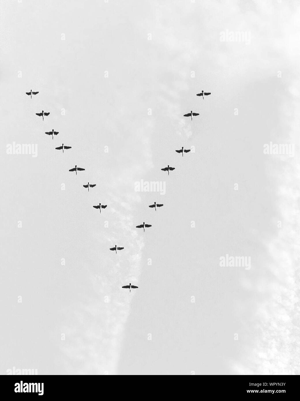 Migrating flock birds Black and White Stock Photos & Images - Alamy