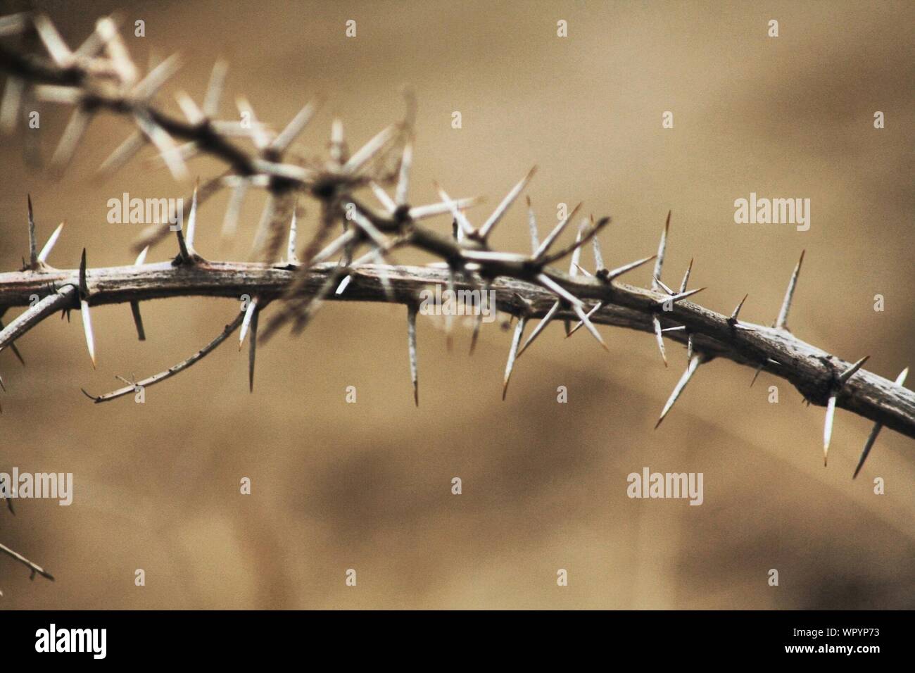 Thorn stems hi-res stock photography and images - Alamy