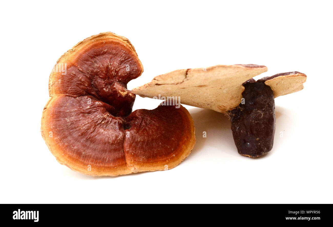 Chinese Lingzhi High Resolution Stock Photography and Images - Alamy