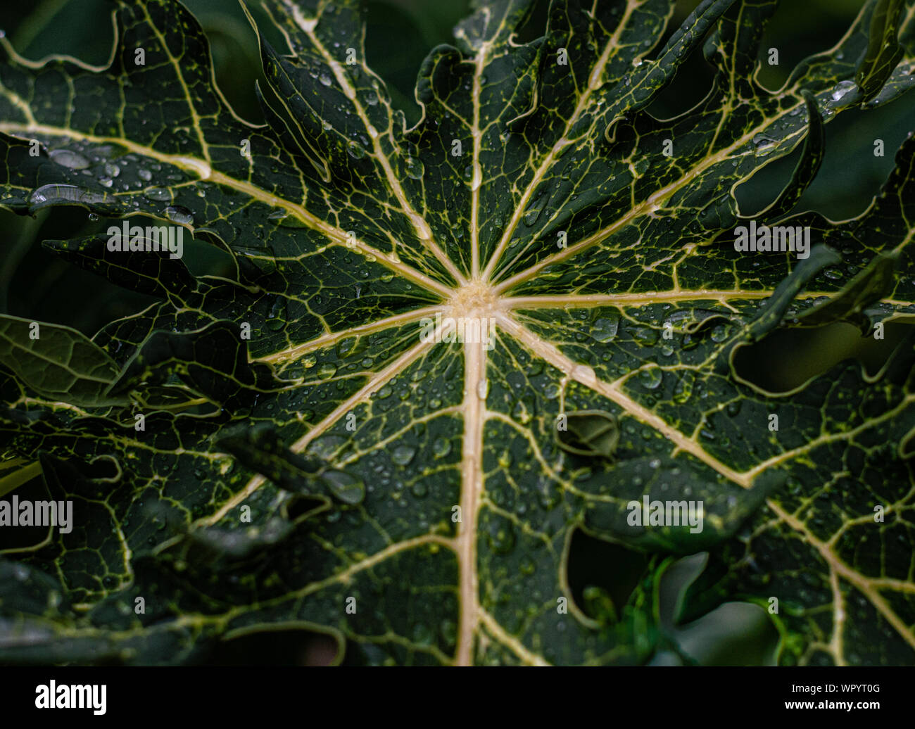 Papaya texture hi-res stock photography and images - Alamy