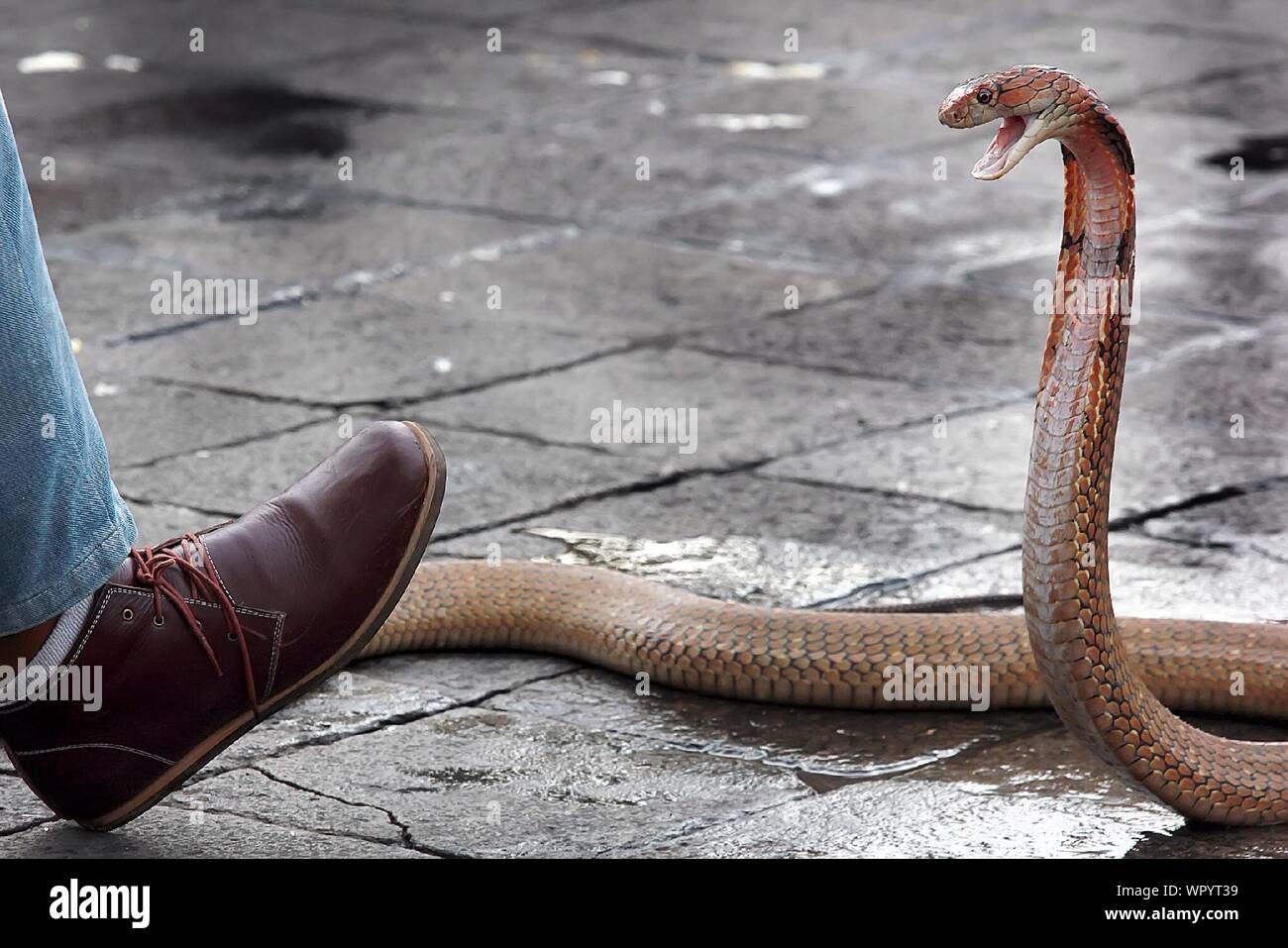 Attacking snake hi-res stock photography and images - Alamy