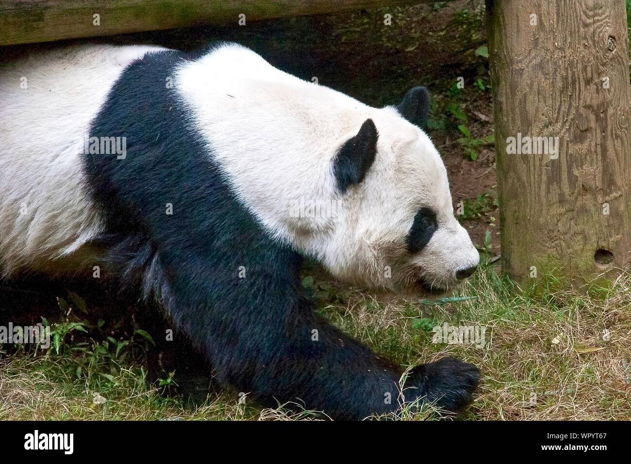 Giant panda zoo people zoo hi-res stock photography and images - Alamy