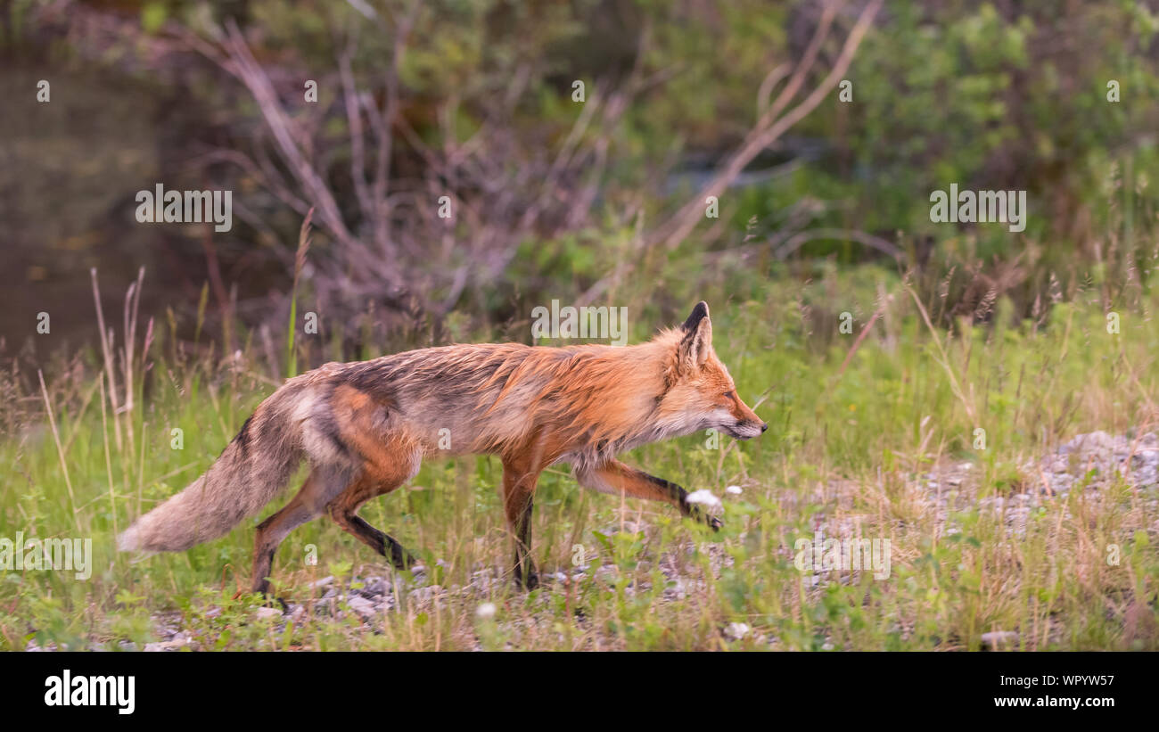 Wild fox hunting at sunset in a Provincial park on the border of Banff ...